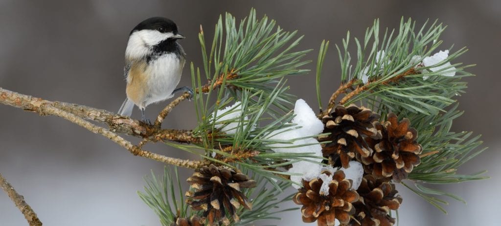 Let's Go Birding - NWF Green Hour