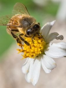 Activities Archive - NWF Green Hour