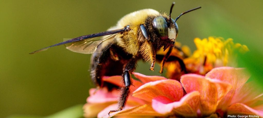 Make a Pollination Station - NWF Green Hour