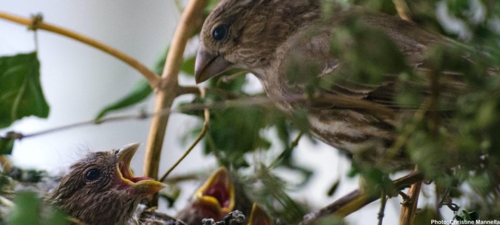 Week's Activities - NWF Green Hour