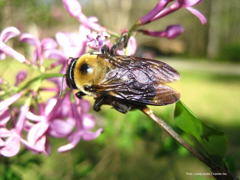 Week's Activities - NWF Green Hour