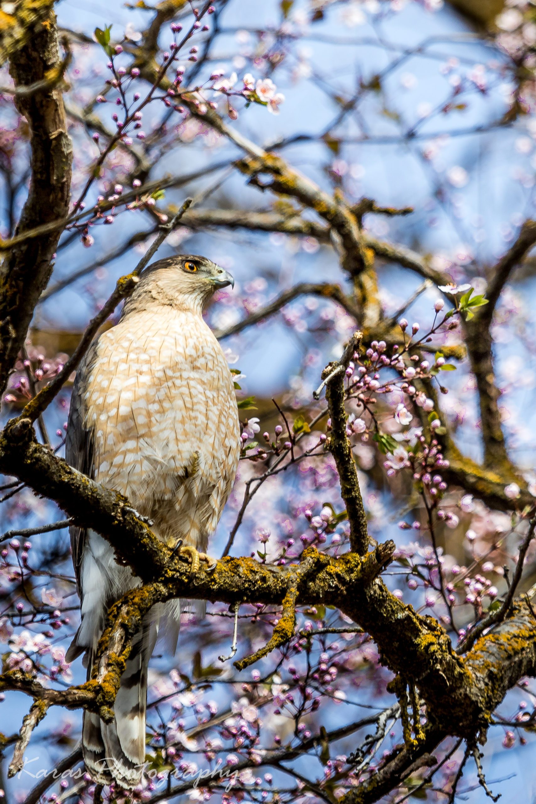 Look for Hawks - NWF Green Hour